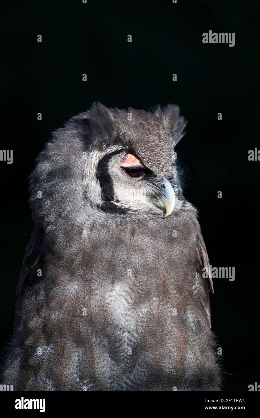 Verreaux's eagle-owl (Bubo lacteus). Milky eagle owl or giant eagle owl ...