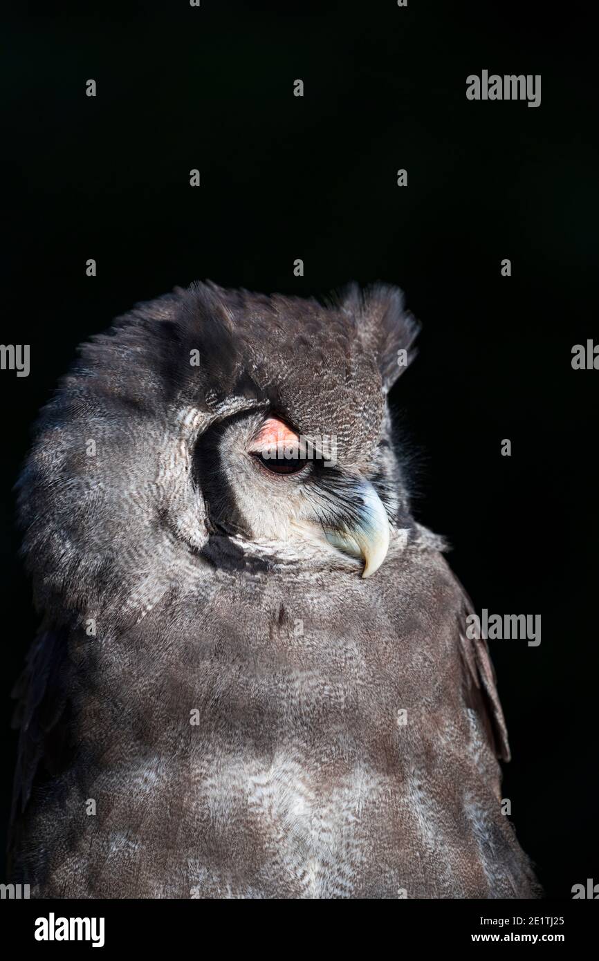 Verreaux's eagle-owl (Bubo lacteus). Milky eagle owl or giant eagle owl ...