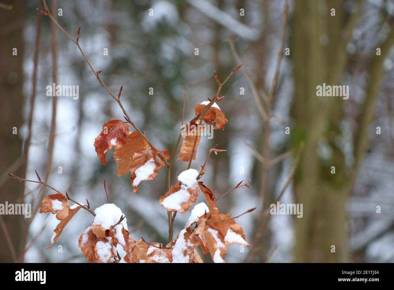 close up of snowy beech with snowy leaves Stock Photo - Alamy