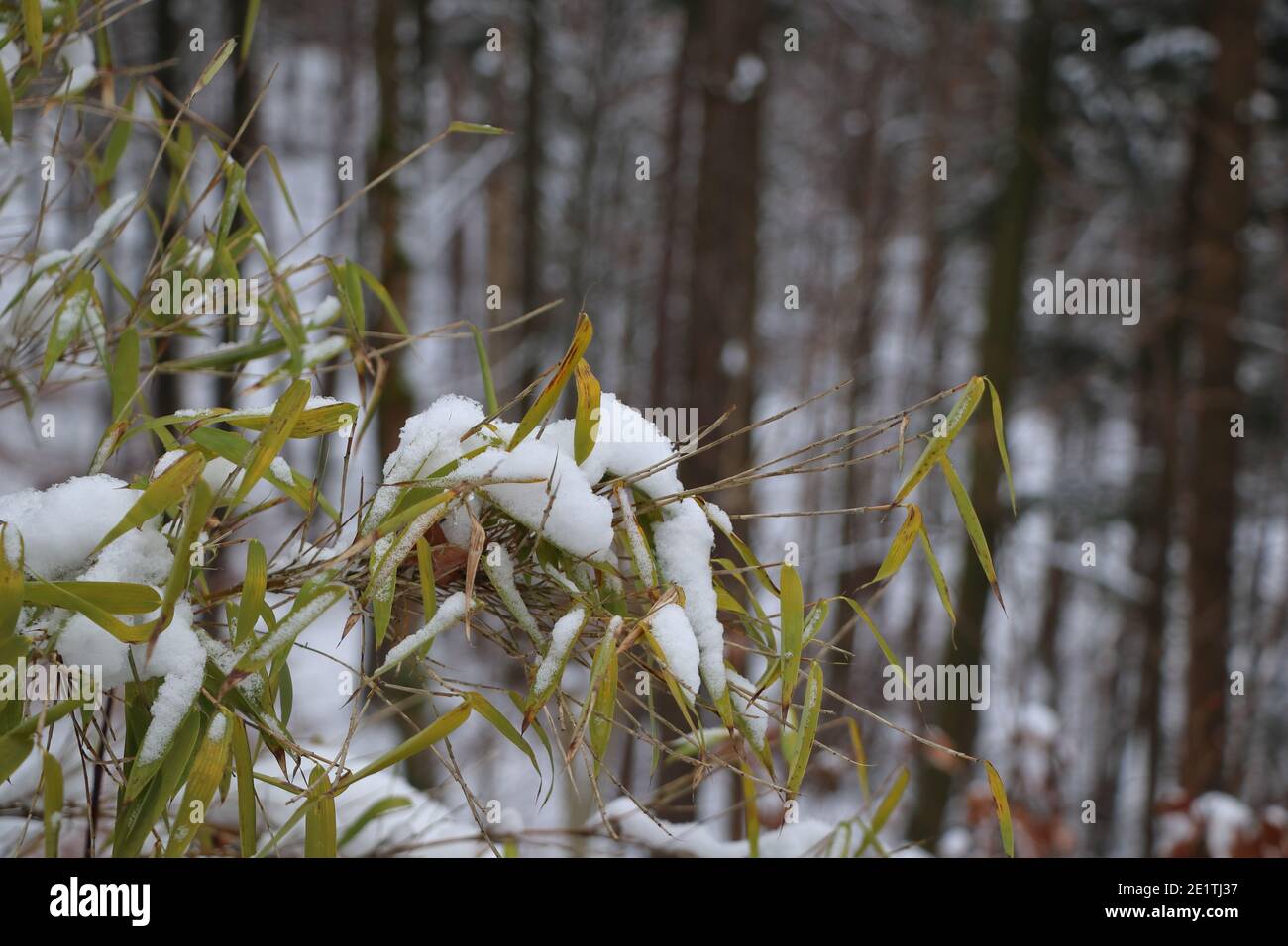 Beautiful nature with bamboo leaves hi-res stock photography and images ...