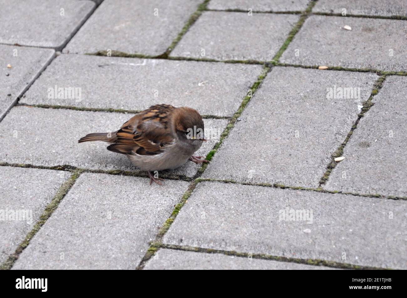 A small brown sparrow hopping on a city sidewalk Stock Photo - Alamy