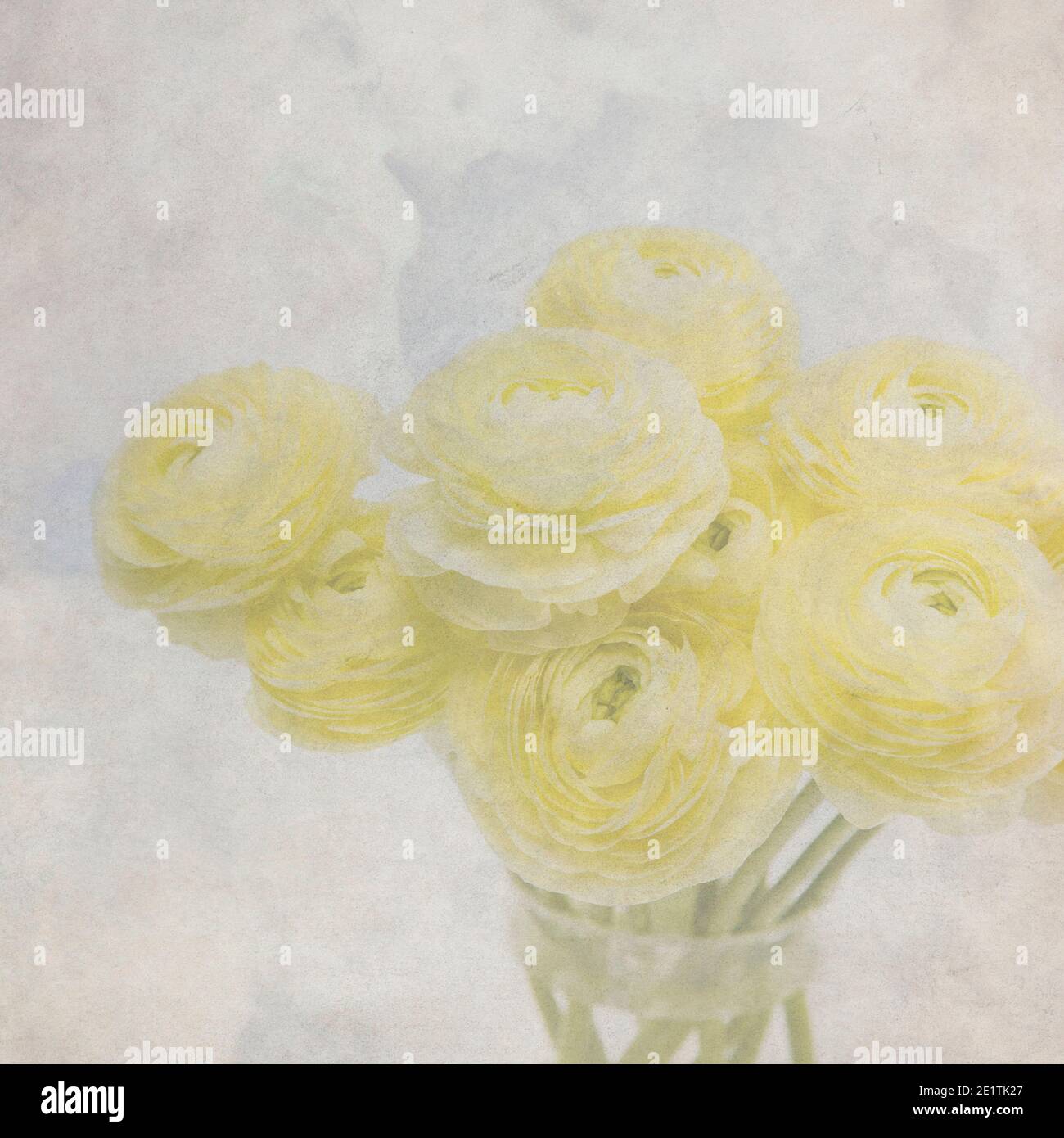 Bouquet of yellow ranunculus in a glass vase on a pale gray background ...