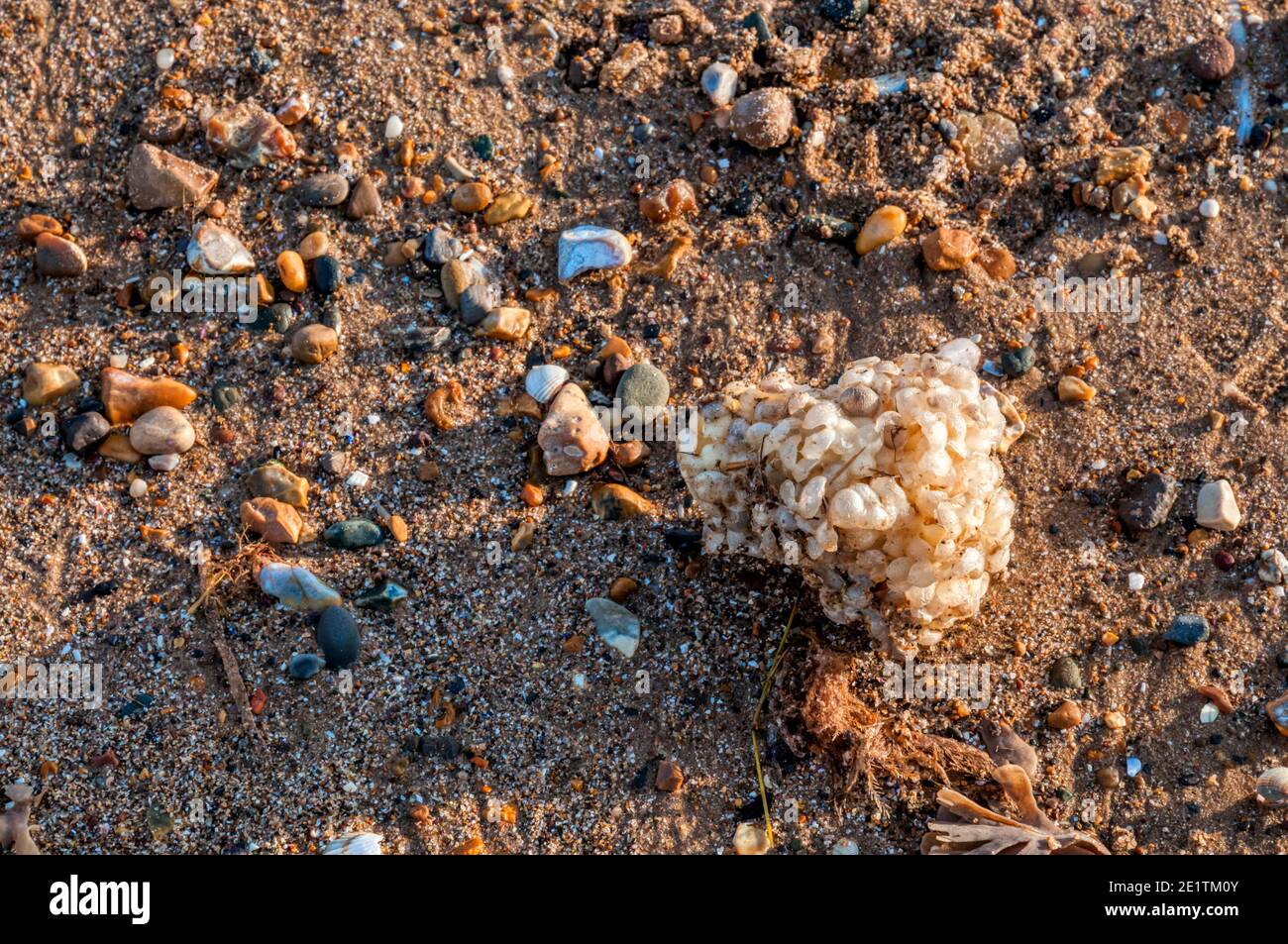 Whelk egg case hi-res stock photography and images - Alamy