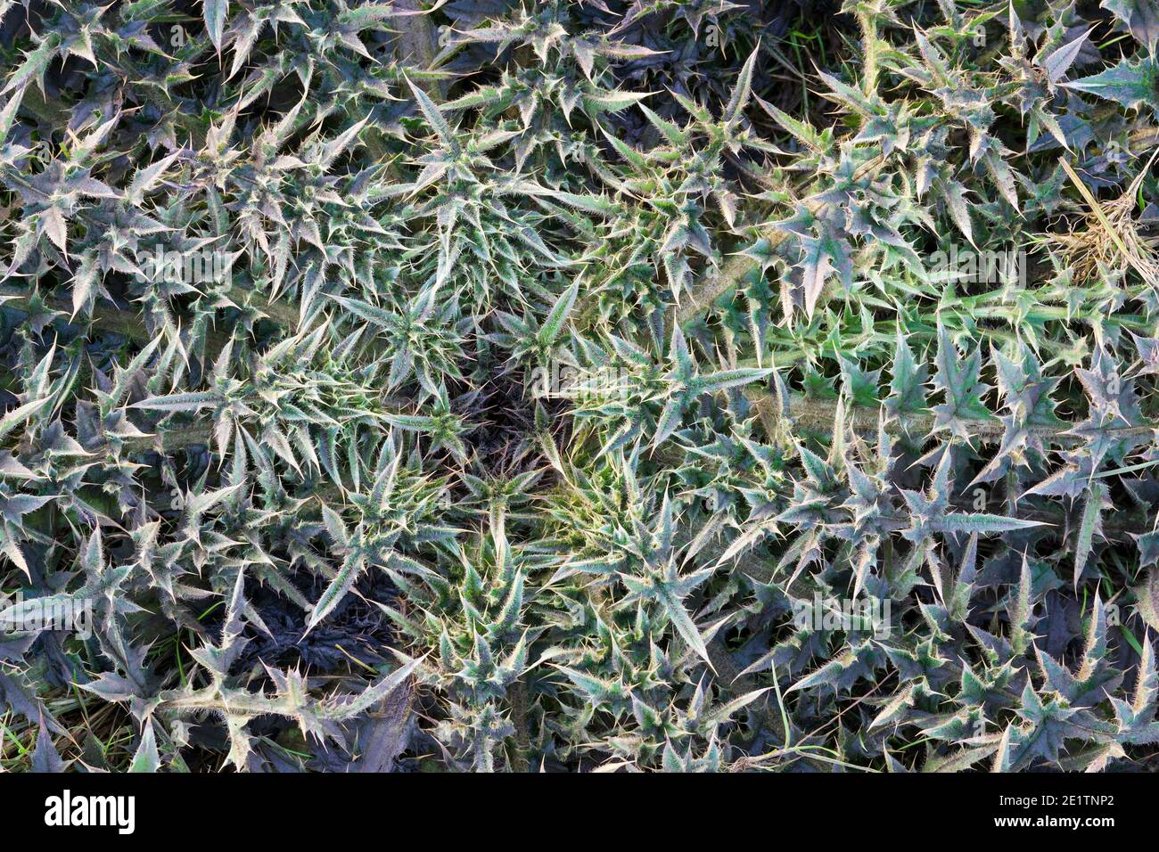 Flat thistle spikes close up Stock Photo - Alamy