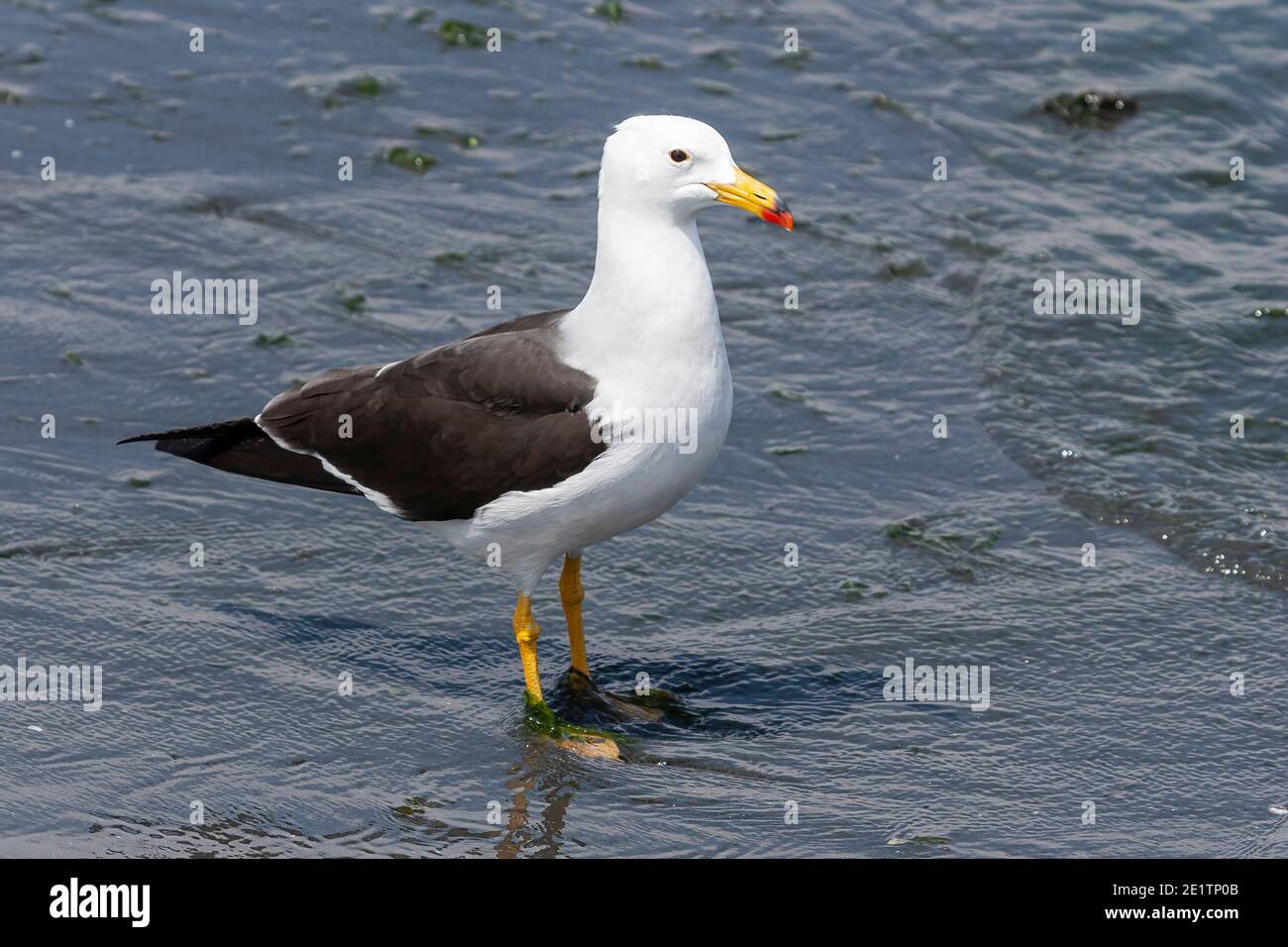Band-tailed Gull, singe adult standing on shoreline, Paracas, Peru, 23 ...