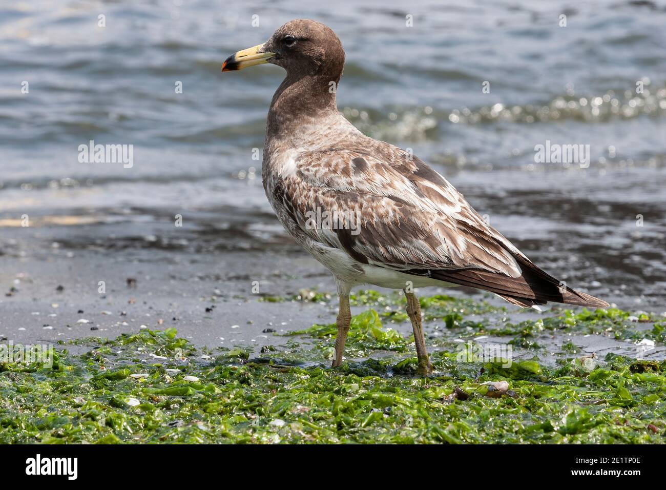 Peru strand hi-res stock photography and images - Alamy