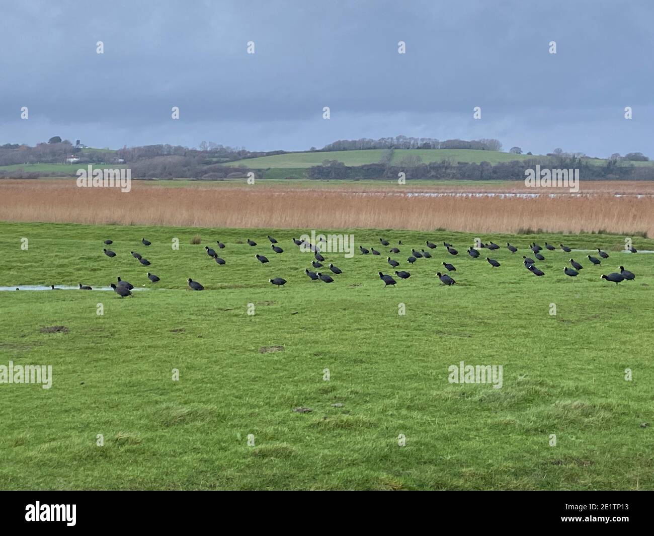 Pett Level, East Sussex, UK - 1/9/2020: Pett level nature reserve, Pett ...