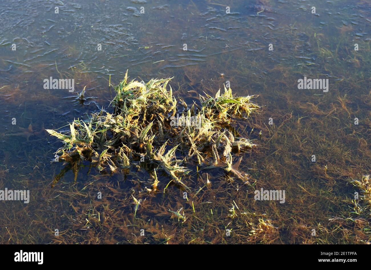 Weed growing on waterlogged ground Stock Photo - Alamy