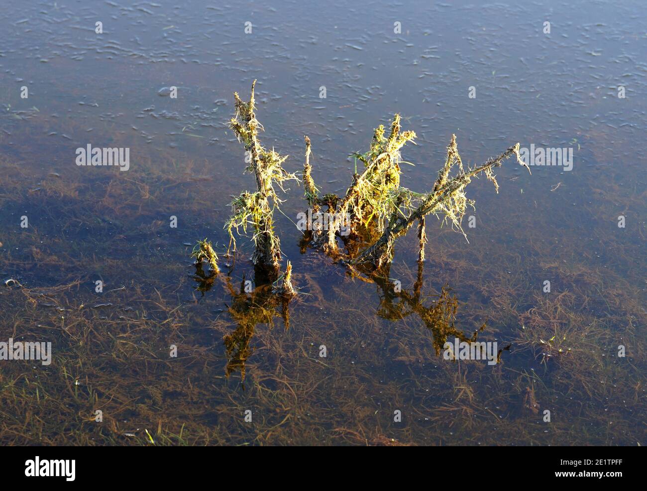 Clear land of weeds hi-res stock photography and images - Alamy