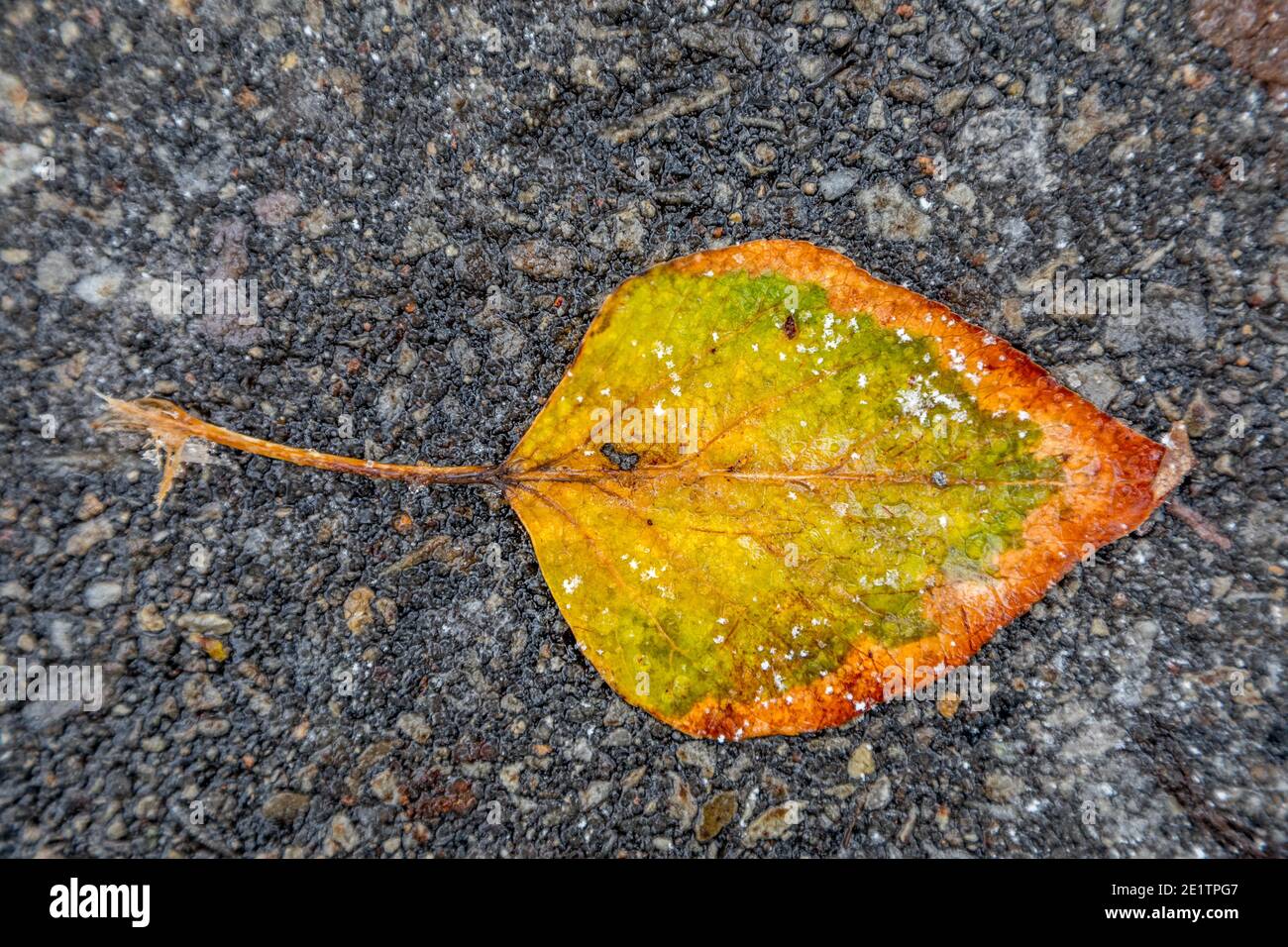 frozen leaves on asphalt, autumn turns to winter Stock Photo - Alamy