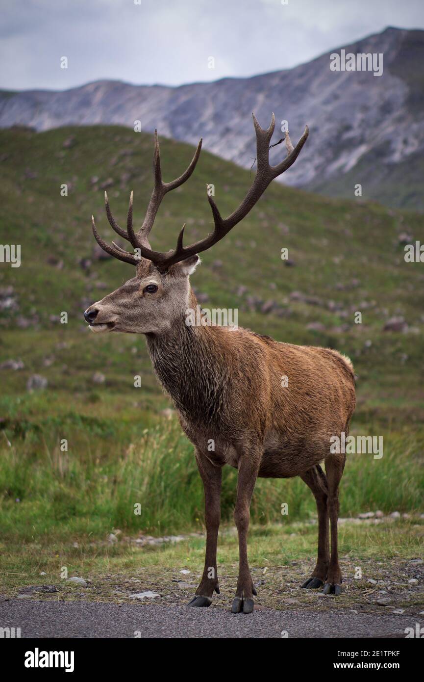 Scottish deer in landscape hi-res stock photography and images - Alamy