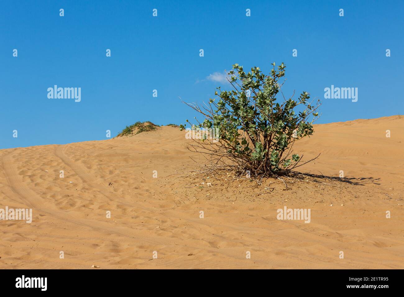 desert landscape in the United Arab Emirates Stock Photo - Alamy
