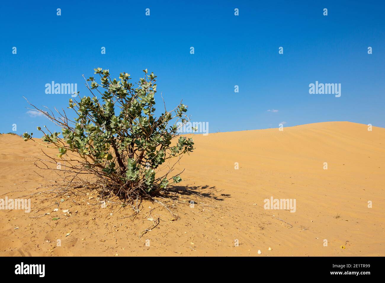 desert landscape in the United Arab Emirates Stock Photo - Alamy