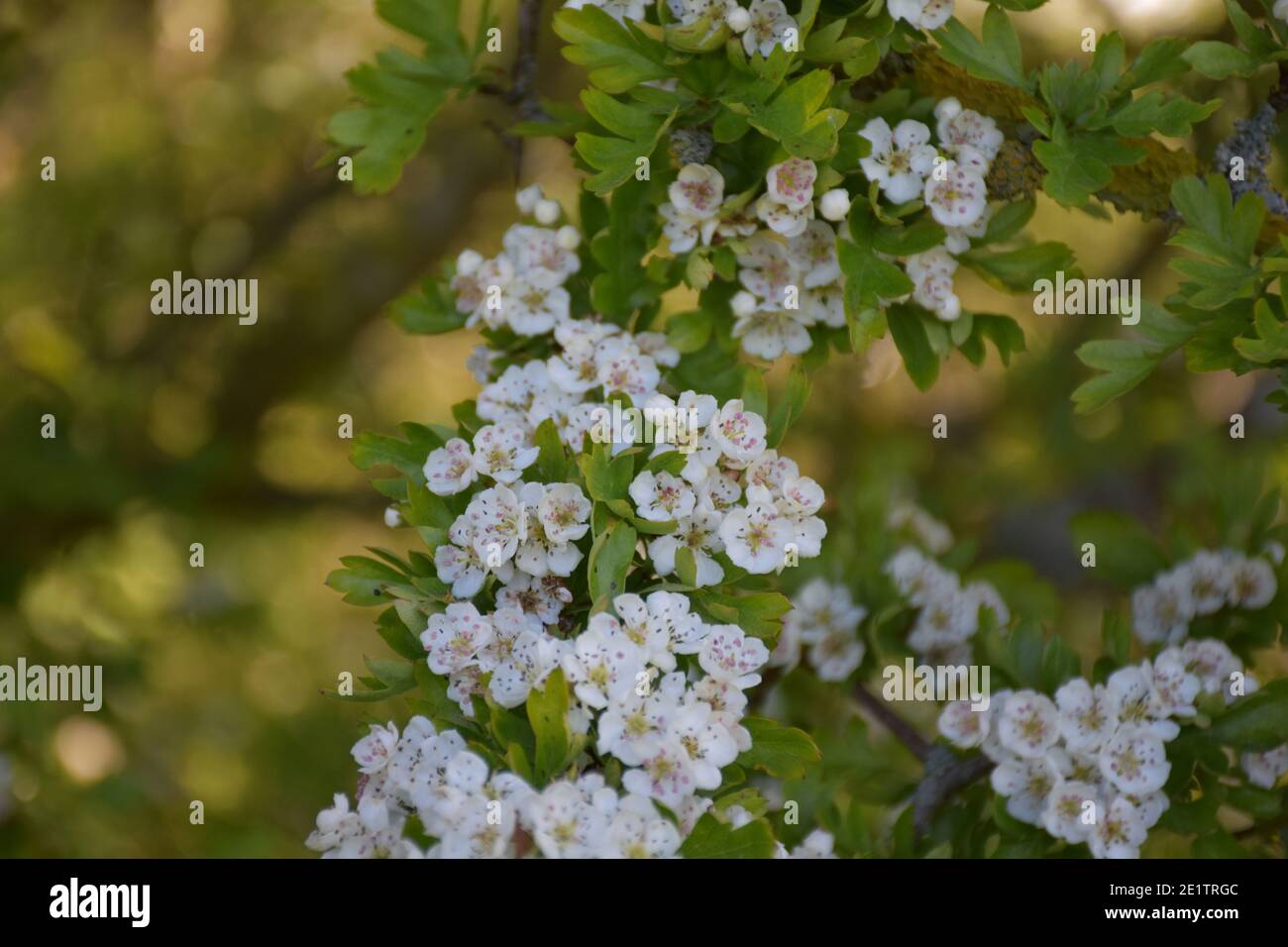 Fruit tree with clusters of white apple blossoms blooming Stock Photo ...