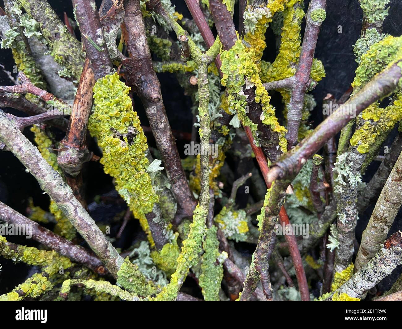 lichens on tree branch, lichen are non-parasitic organisms that take ...