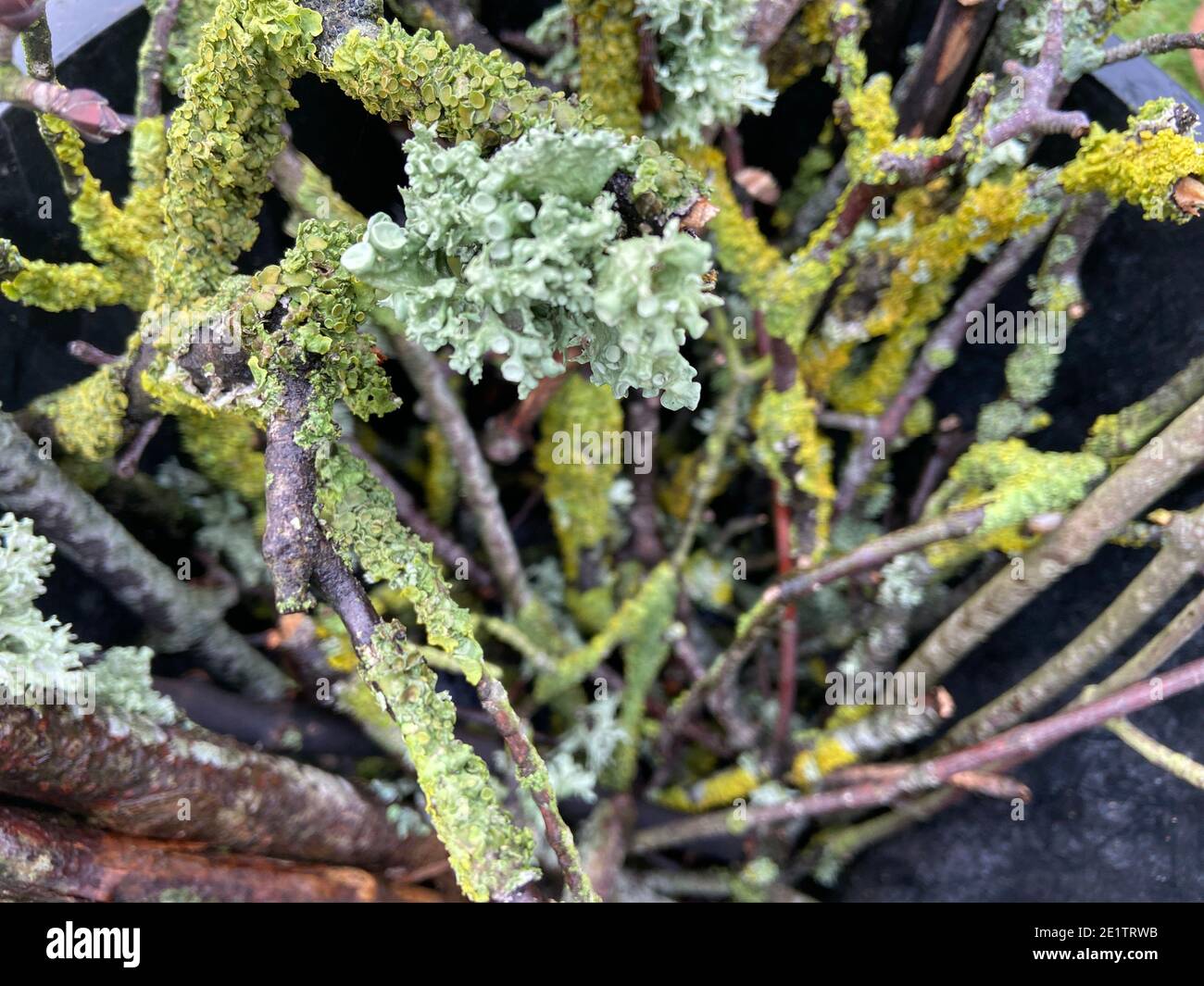 lichens on tree branch, lichen are non-parasitic organisms that take ...