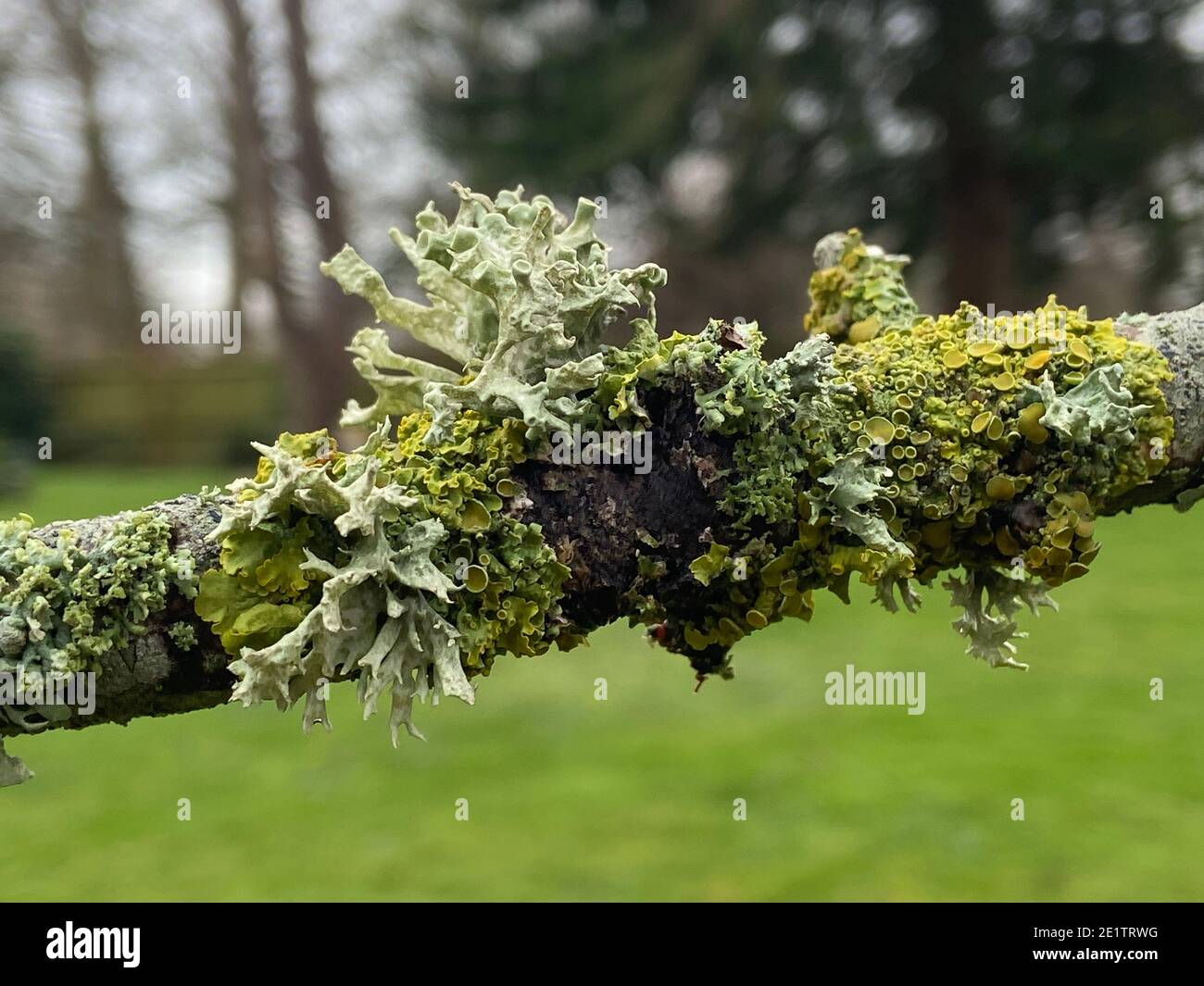 lichens on tree branch, lichen are non-parasitic organisms that take ...