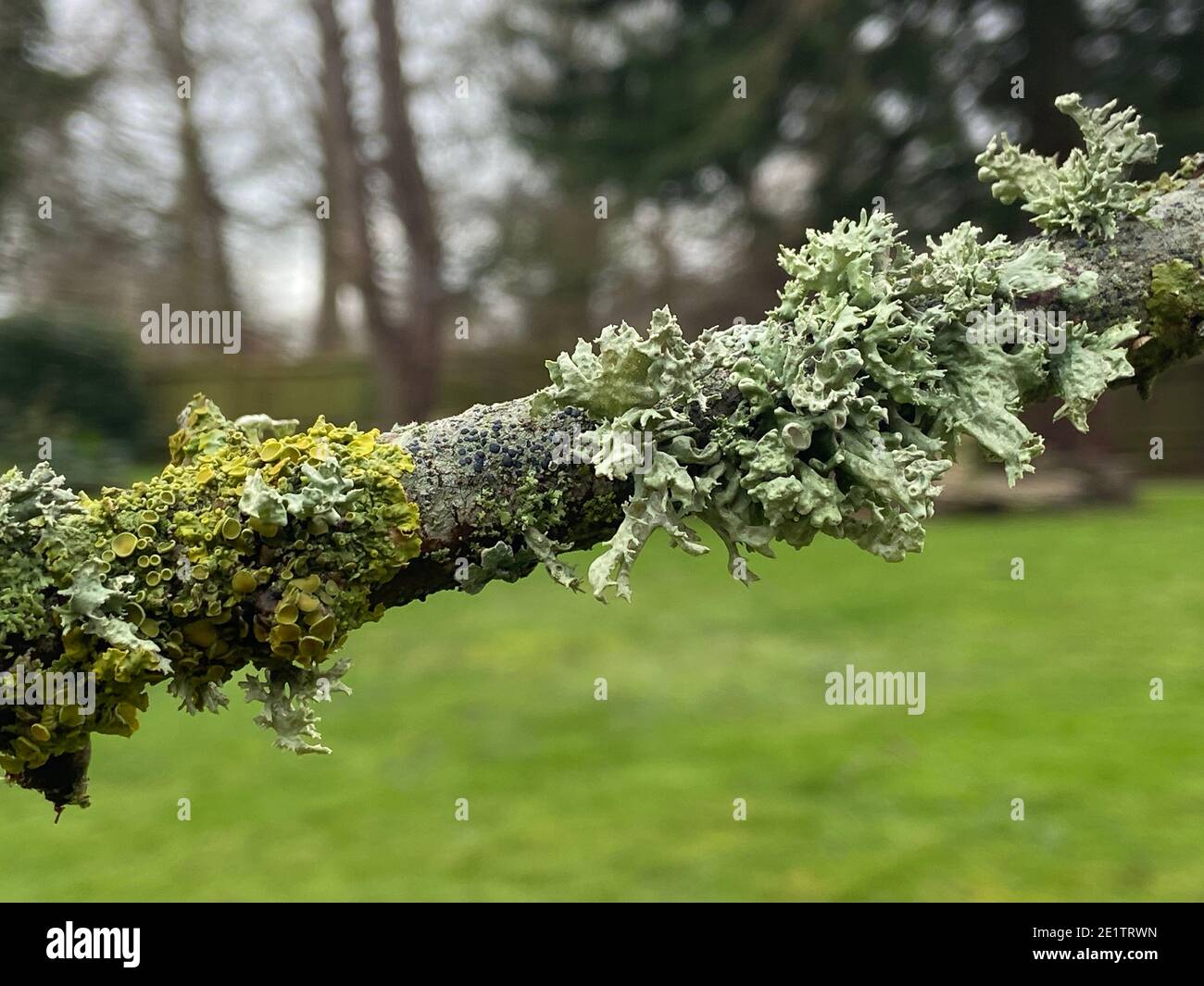 lichens on tree branch, lichen are non-parasitic organisms that take ...