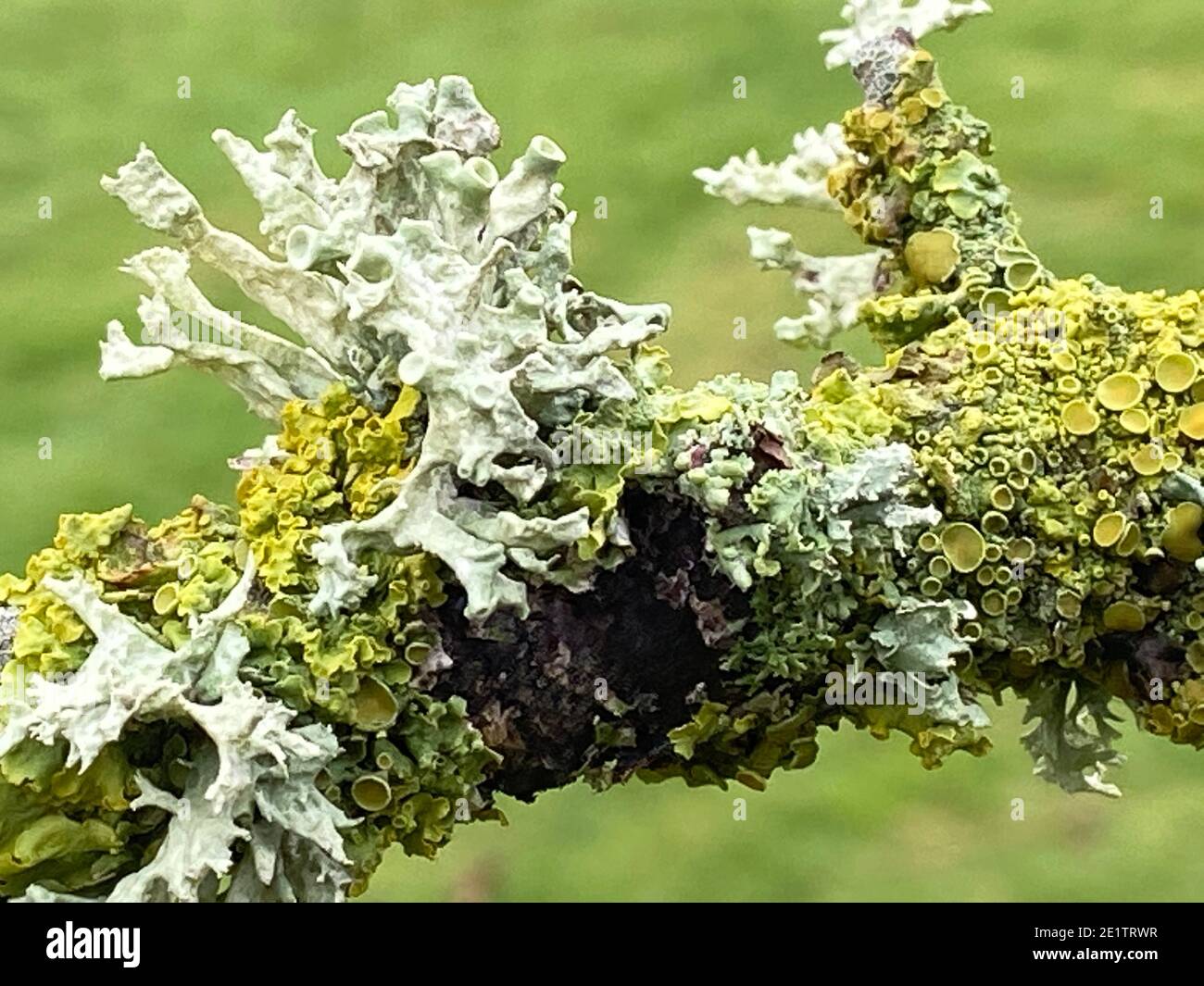 lichens on tree branch, lichen are non-parasitic organisms that take ...