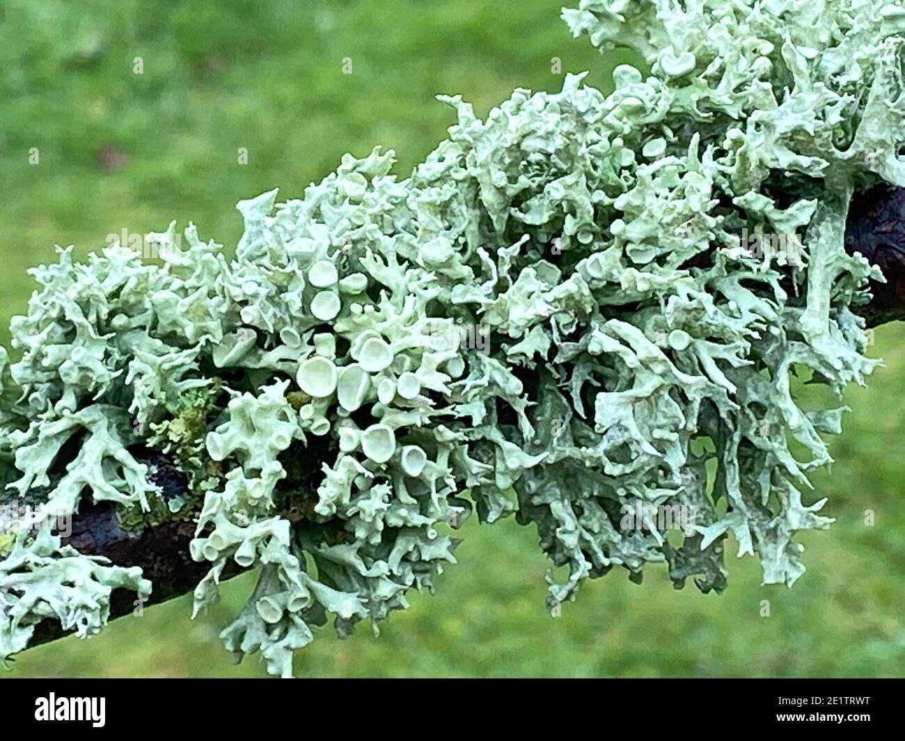 lichens on tree branch, lichen are non-parasitic organisms that take ...