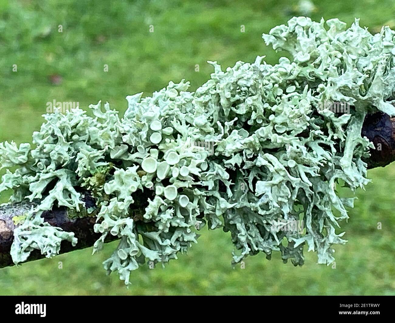 lichens on tree branch, lichen are non-parasitic organisms that take ...
