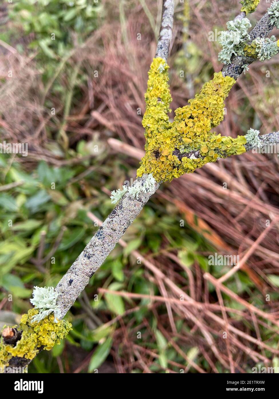 lichens on tree branch, lichen are non-parasitic organisms that take ...