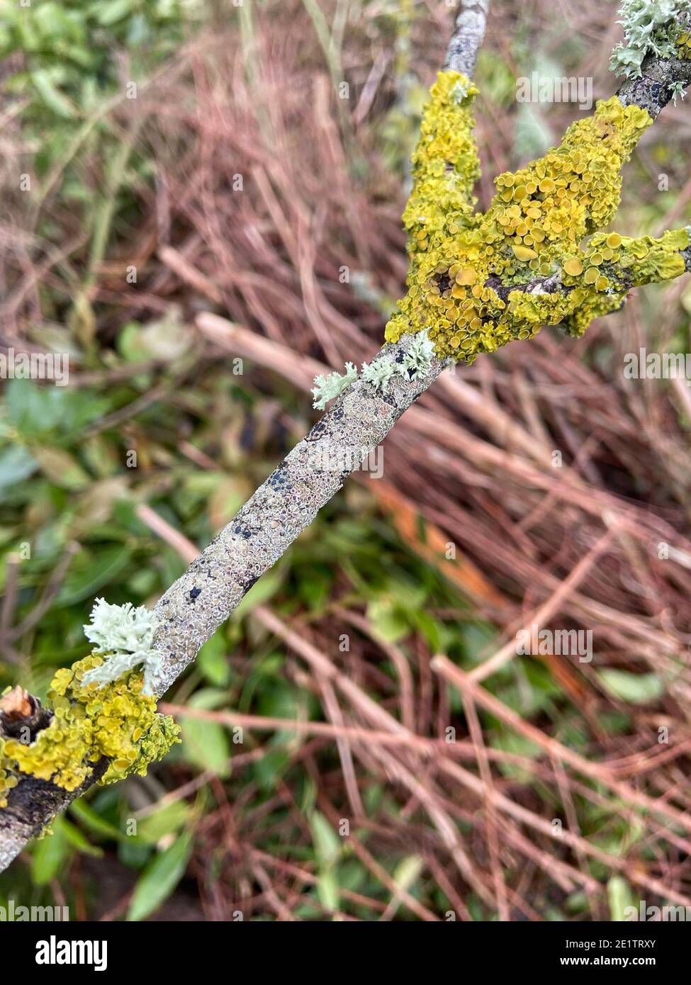 lichens on tree branch, lichen are non-parasitic organisms that take ...