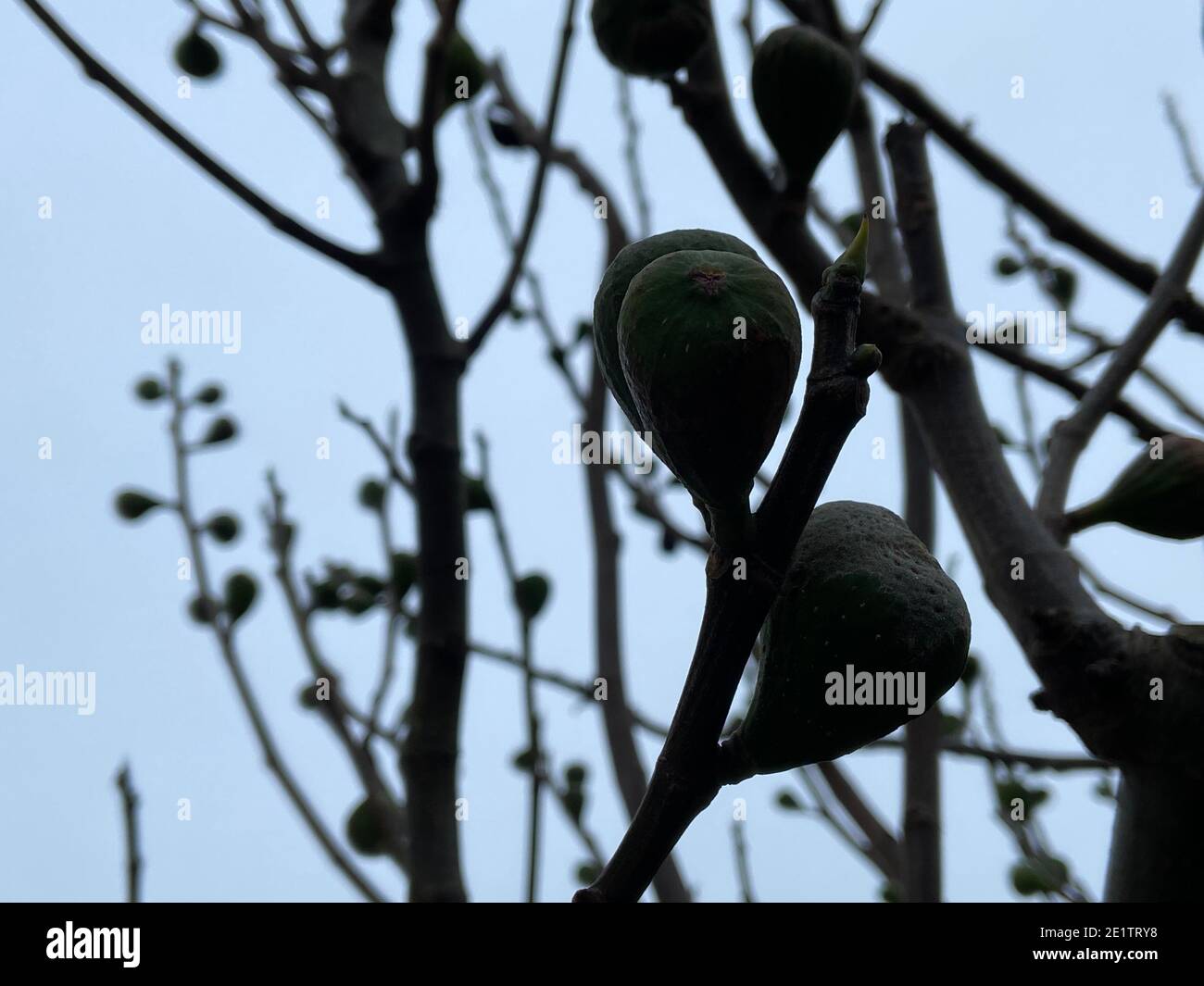 Fig tree silhouette in winter background with copy space Stock Photo ...