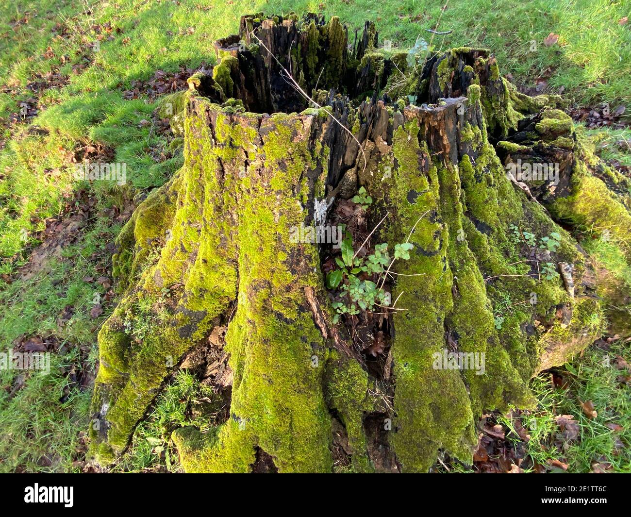 tree stump from tree being cut down Stock Photo - Alamy