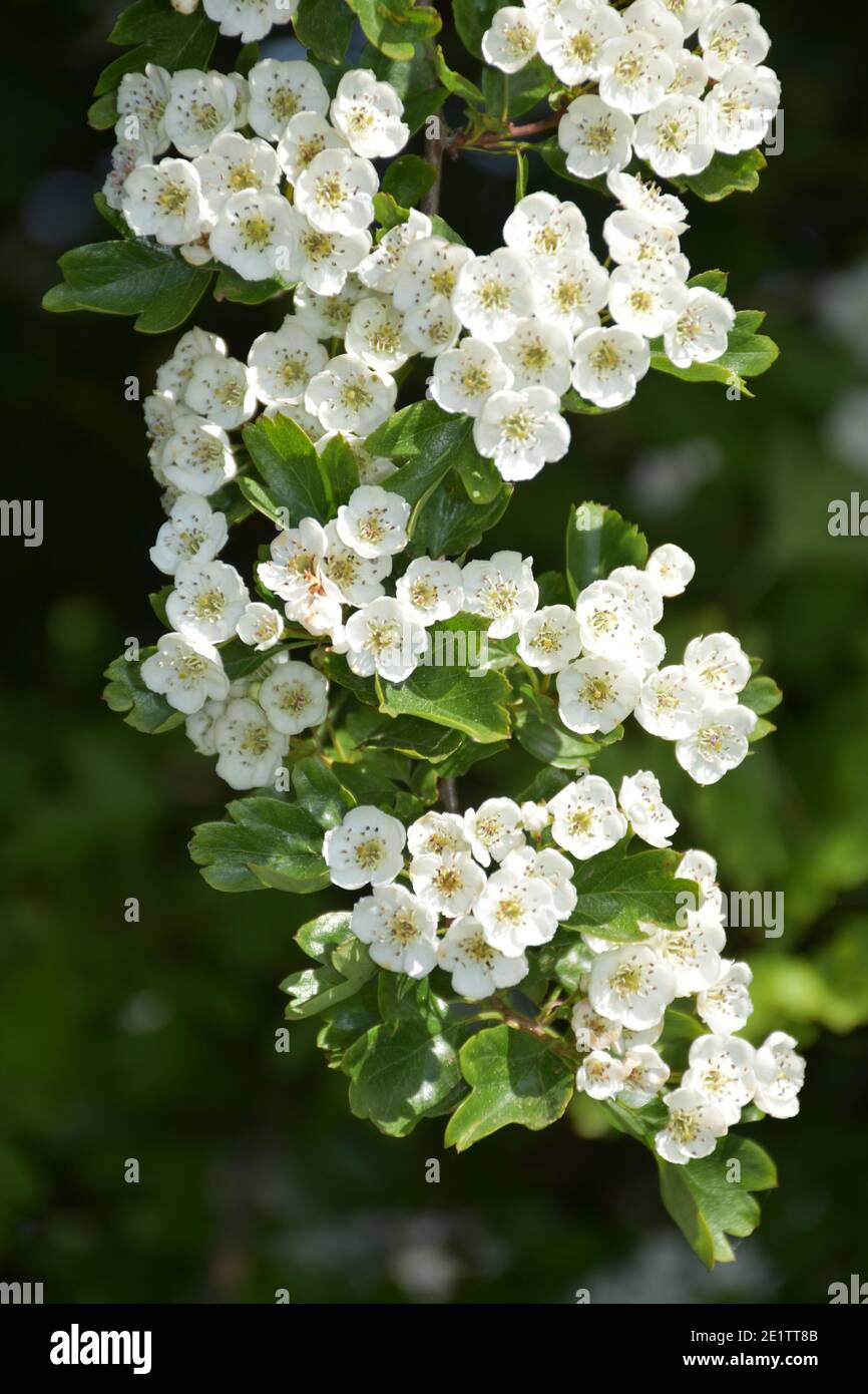 Flowering apple blossoms on an apple tree Stock Photo - Alamy