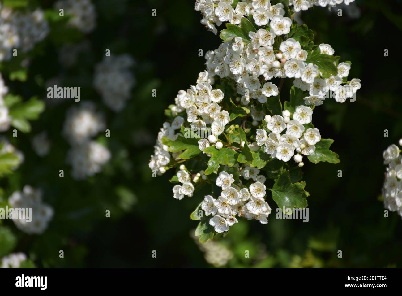 Pretty apple blossoms on a flowering fruit tree in an orchard Stock ...