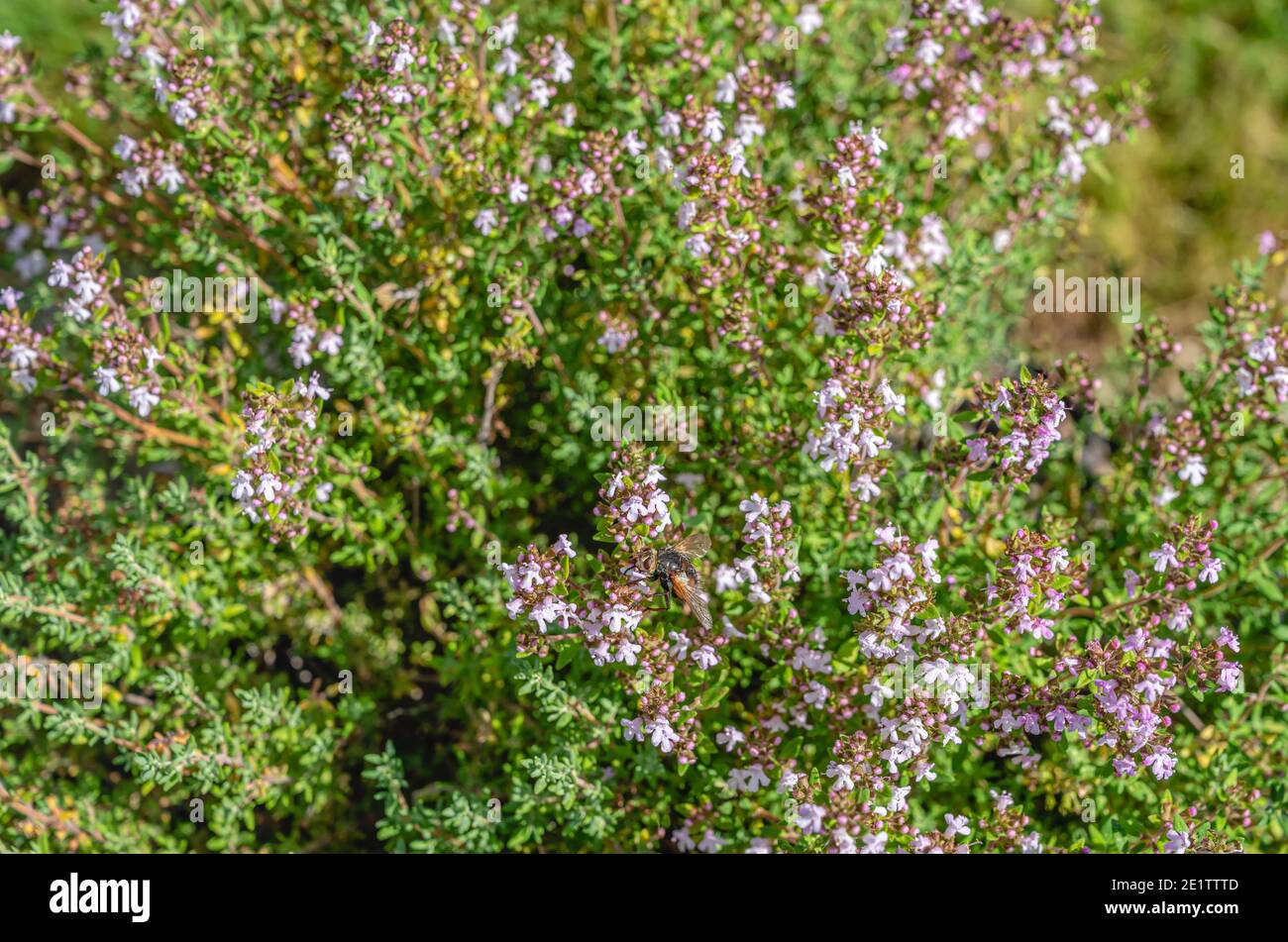 Thymus Vulgaris Fragrantissimus, Orange-Thymian plant with flower ...
