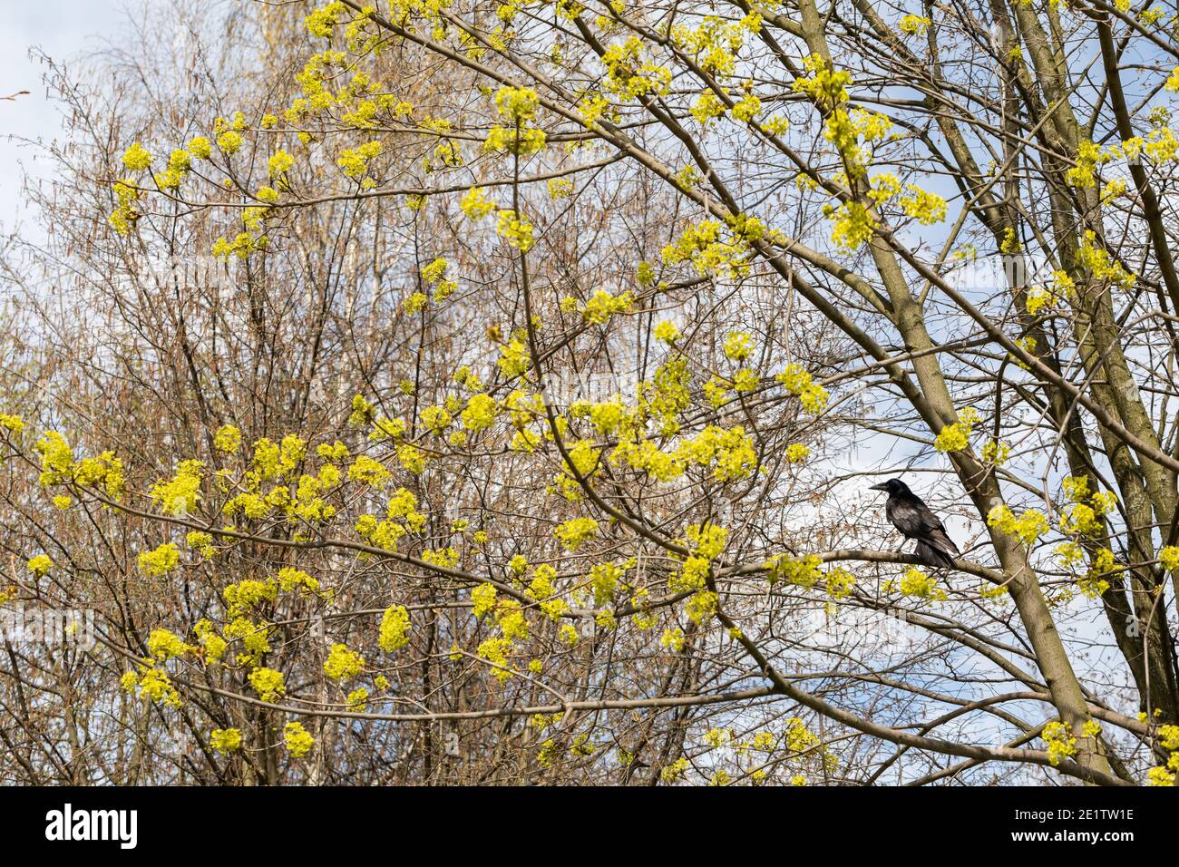 In early spring, a black crow has sat on a maple tree branch and ...