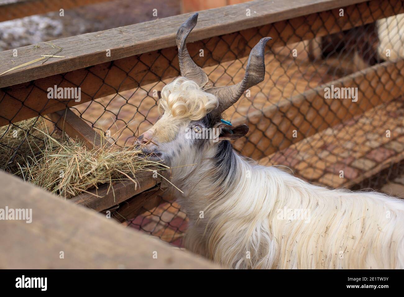 White mountain goat hi-res stock photography and images - Alamy