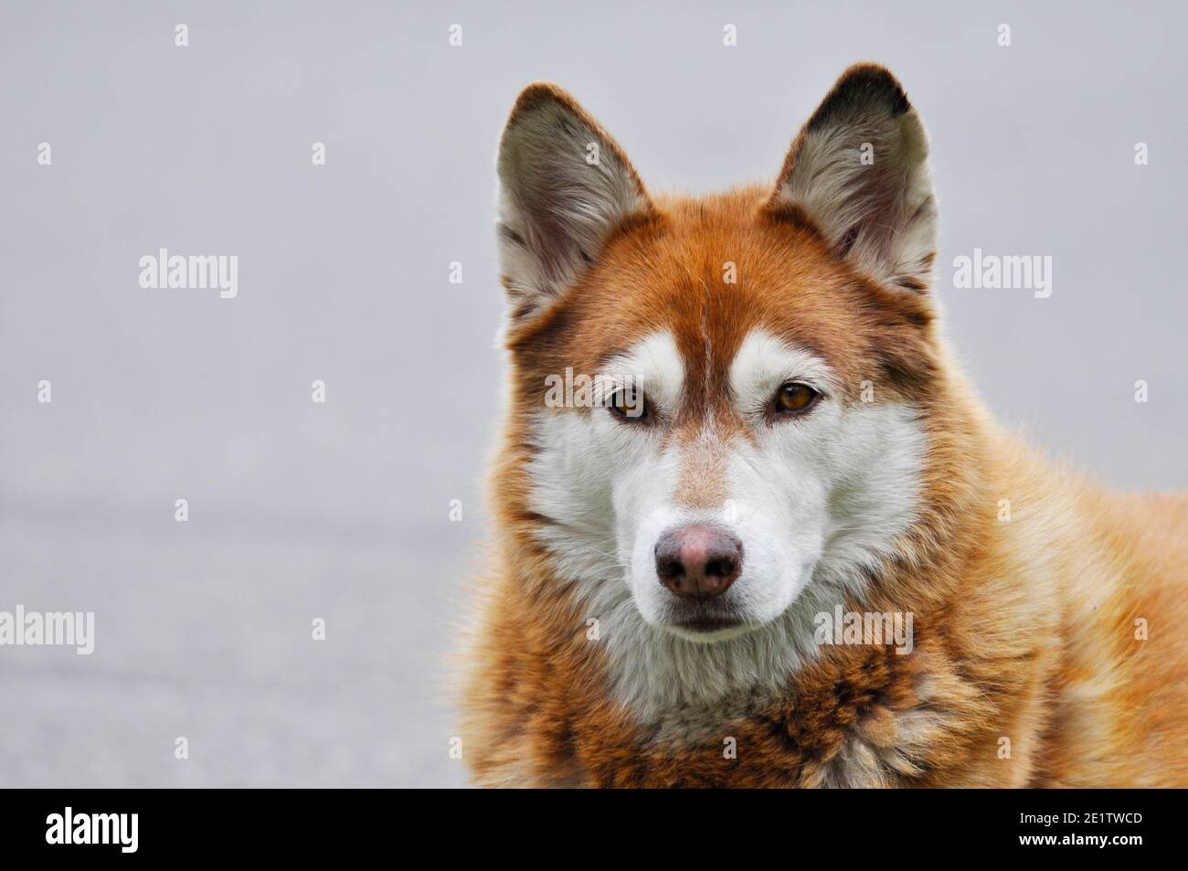 Orange husky hi-res stock photography and images - Alamy