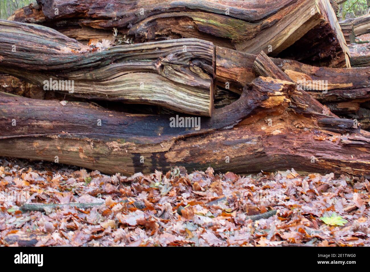 Cut logs on top of autumn leaves Stock Photo - Alamy