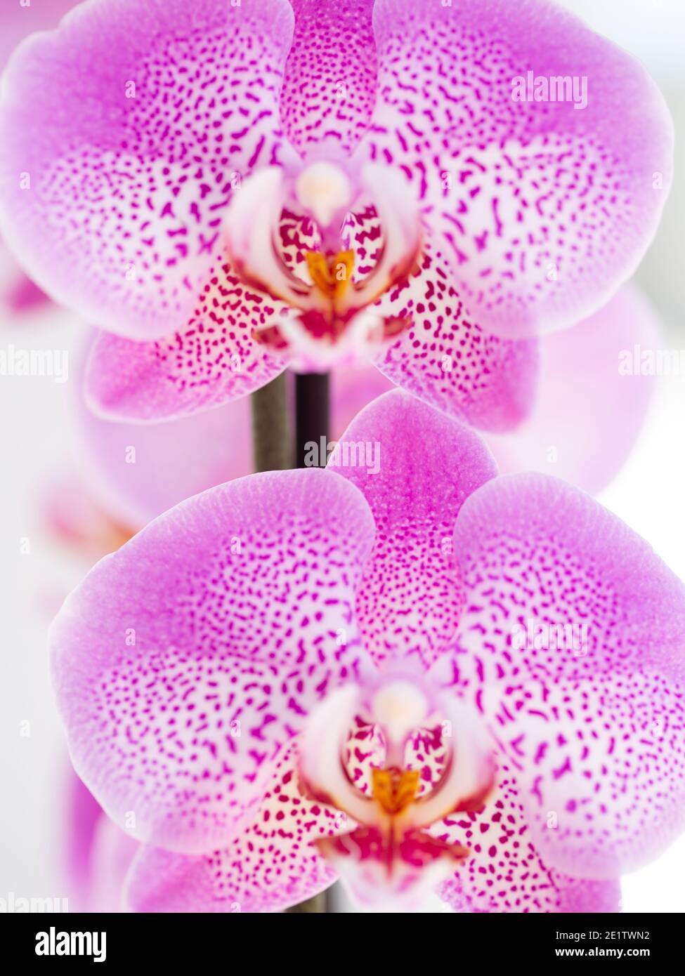 a curve of purple orchid.Page layout of purple ochids.White with purple ...