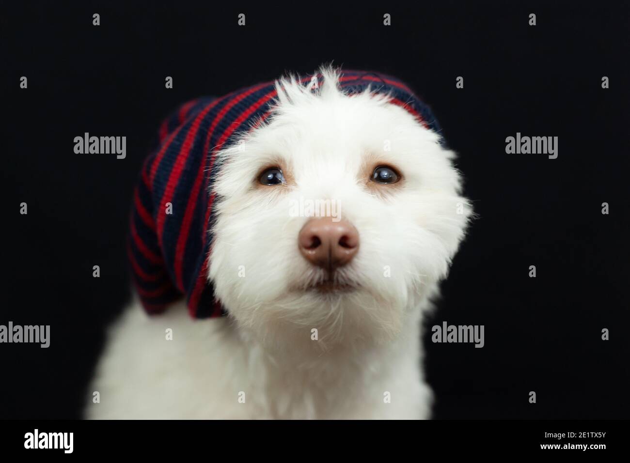 A white, fluffy mixed breed dog with a red and blue striped hat, on a ...