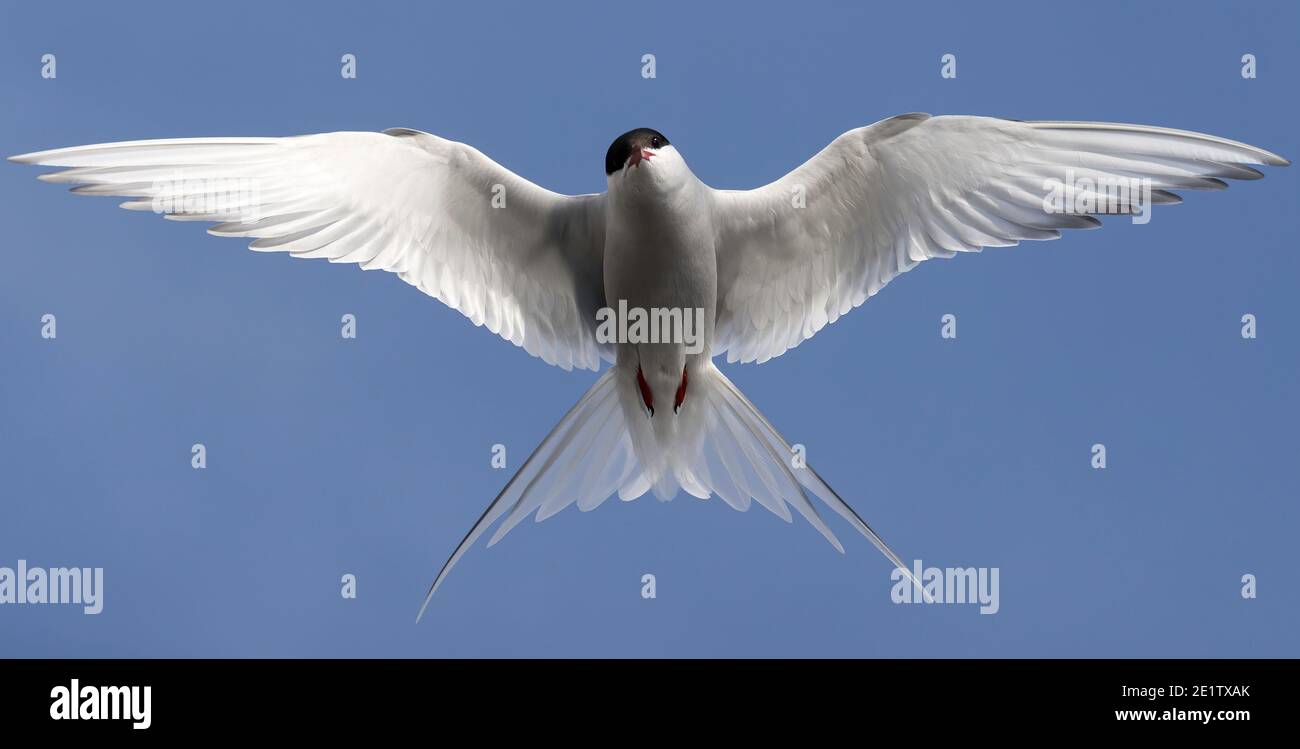 Arctic Tern in flight, wings outstretched against a blue sky Stock ...