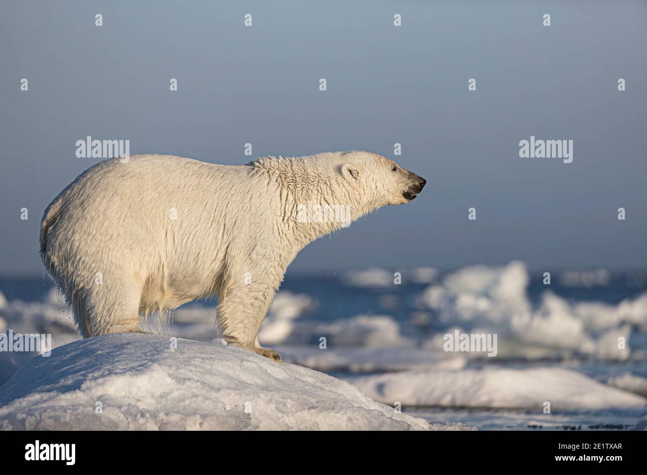 Polar bear stands on an iceberg. Arctic Ocean north of Spitzbergen ...