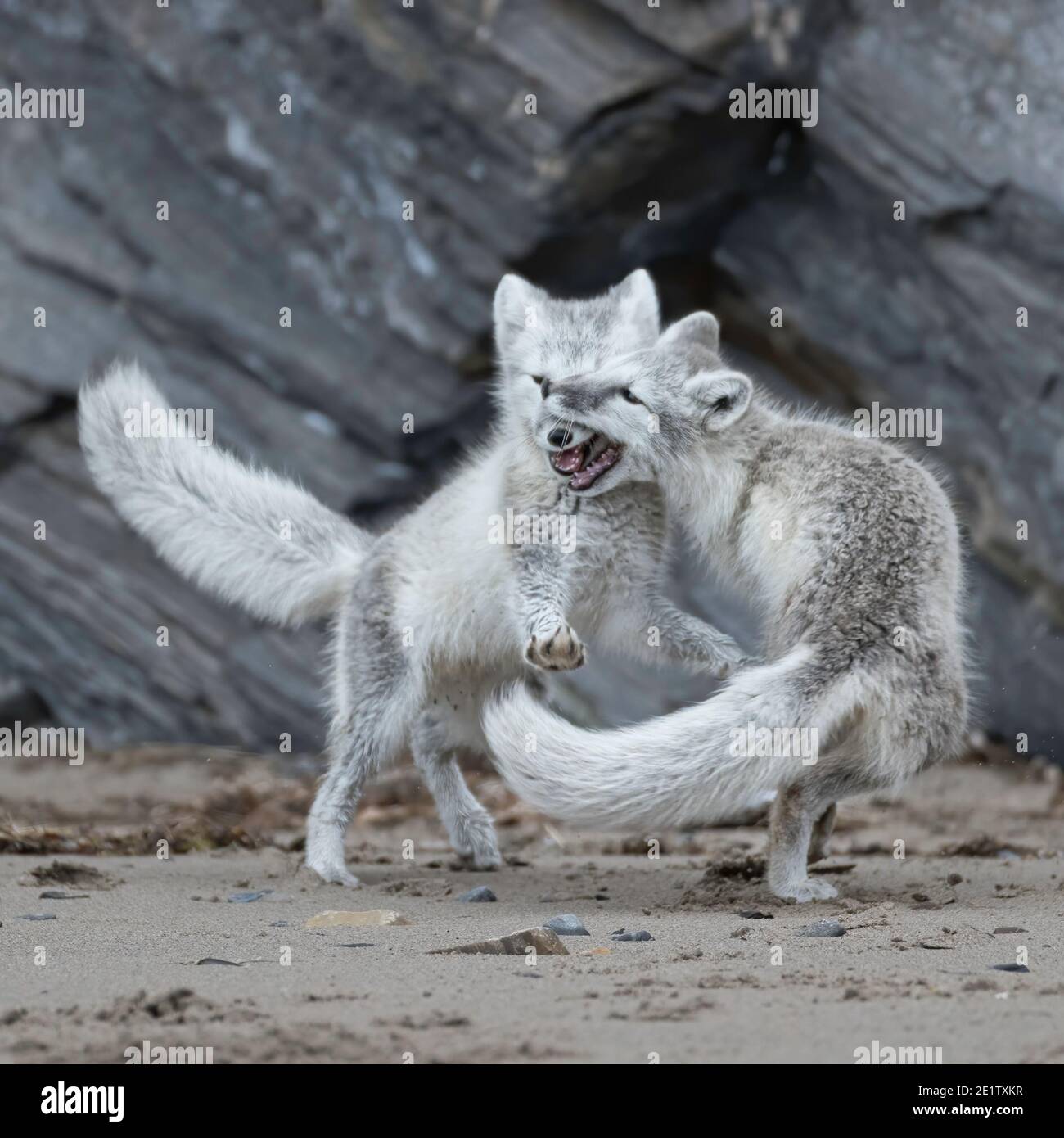 Arctic foxes play on the beach at Kings Bay, near Ny-Alesund Stock ...