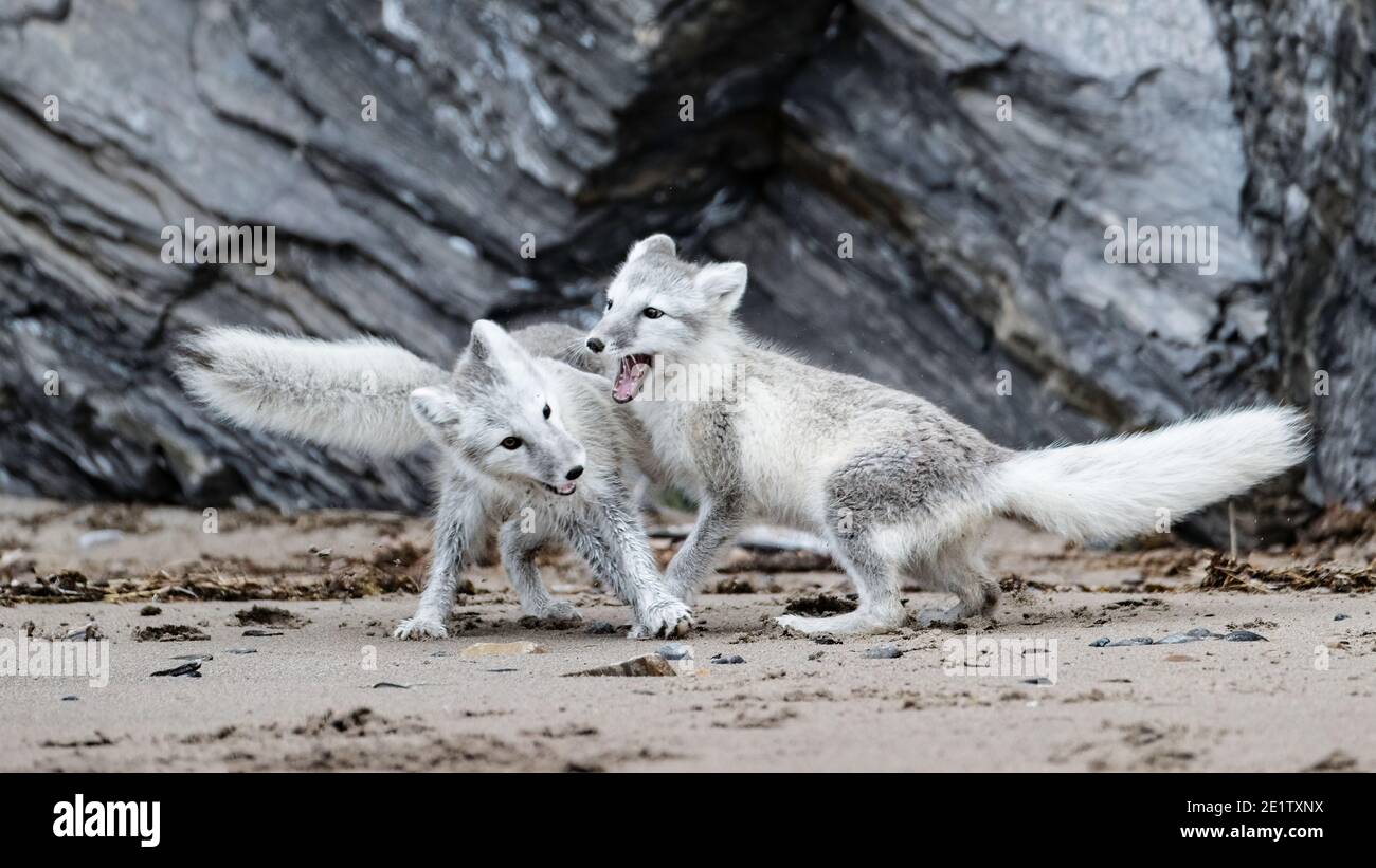 Arctic foxes play on the beach at Kings Bay, near Ny-Alesund Stock ...