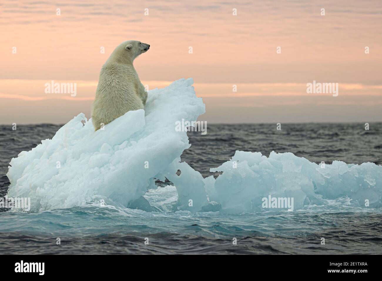Polar bear stands on an iceberg. Arctic Ocean north of Spitzbergen ...
