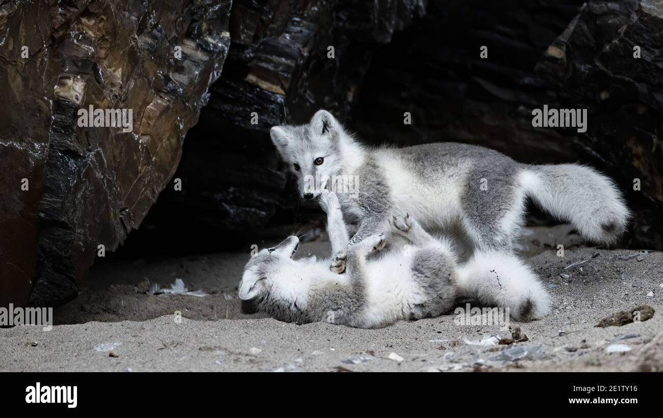 Arctic foxes play on the beach at Kings Bay, near Ny-Alesund Stock ...
