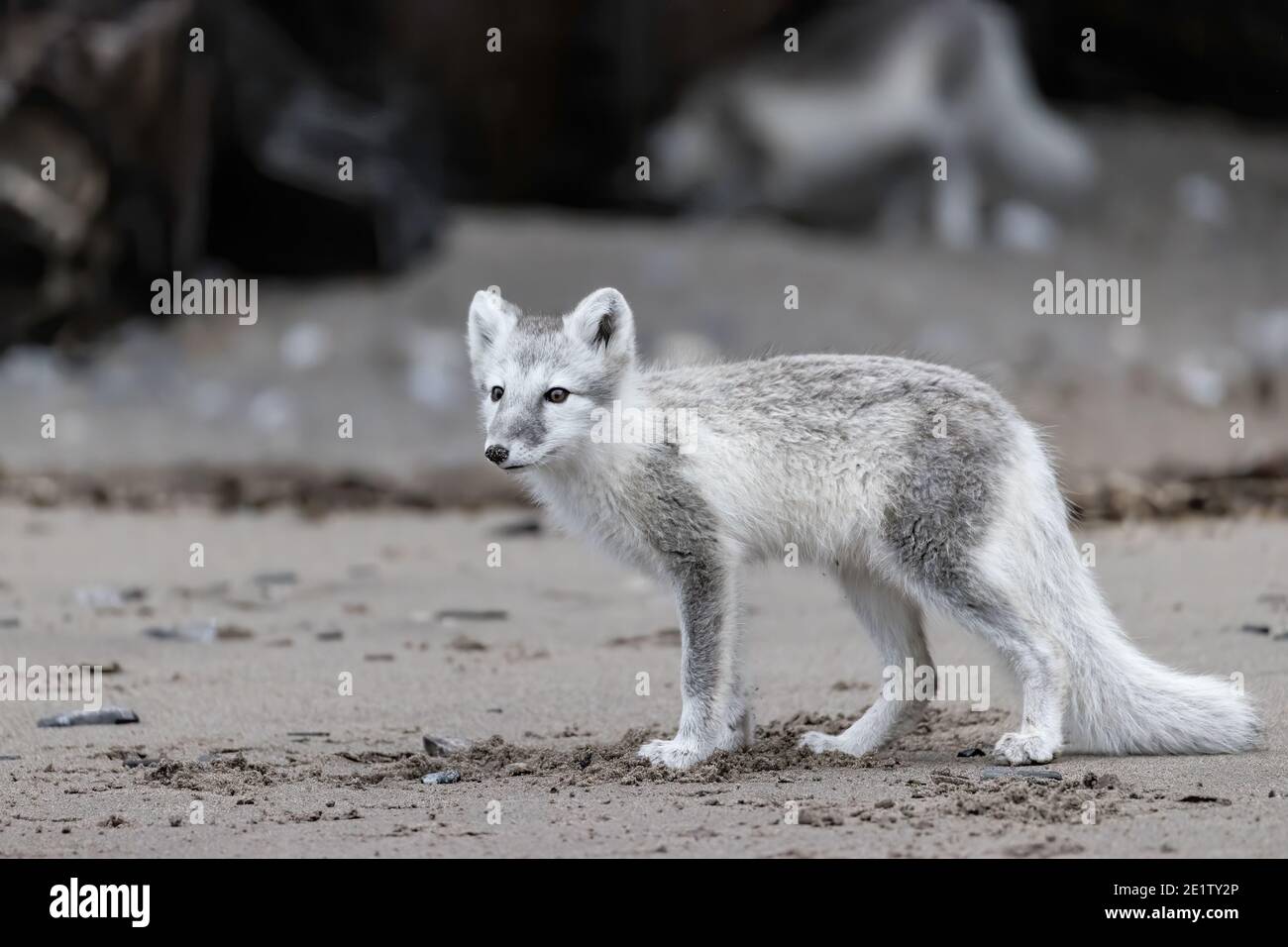 Arctic fox cubs vulpes lagopus hi-res stock photography and images - Alamy