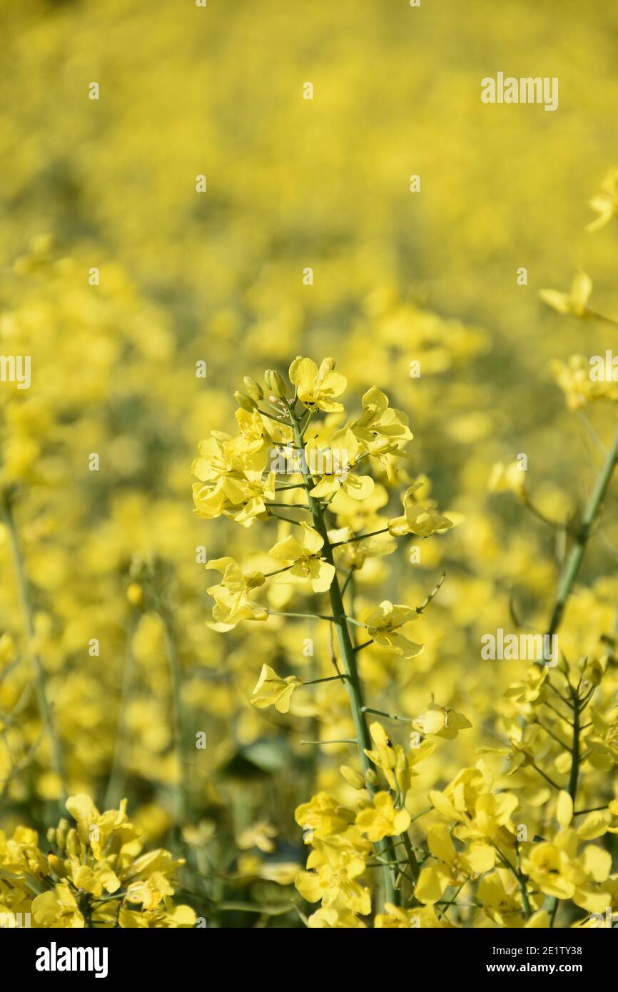 Very pretty flowering rape seed blossoms close up Stock Photo - Alamy