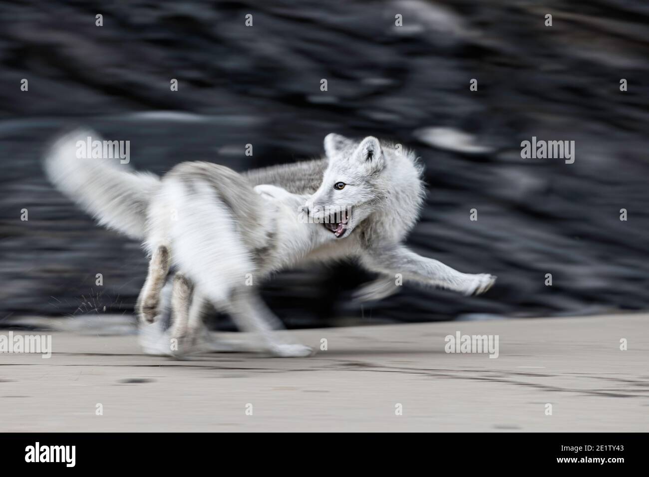 Arctic Fox Cubs Vulpes Lagopus High Resolution Stock Photography and ...