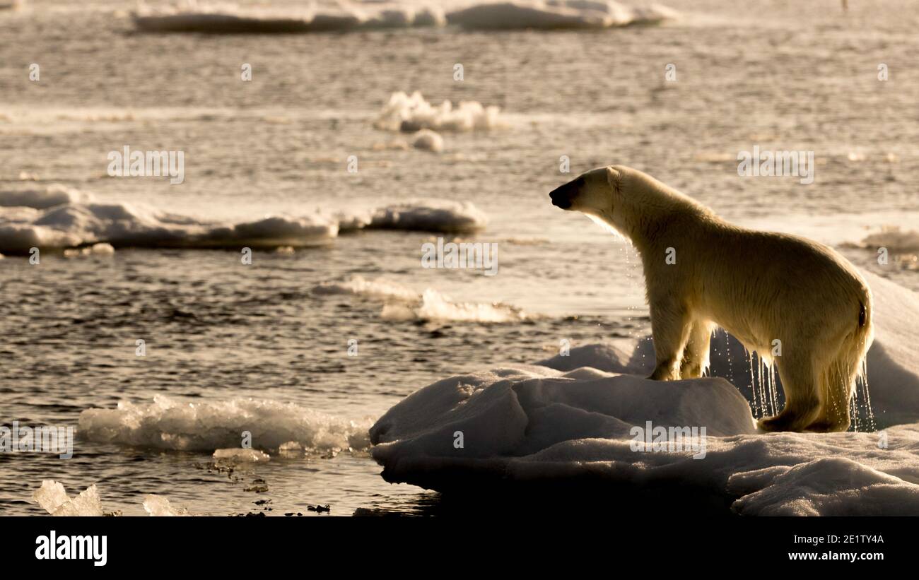 Polar bear stands on an iceberg, backlit by the afternoon sun. Arctic ...