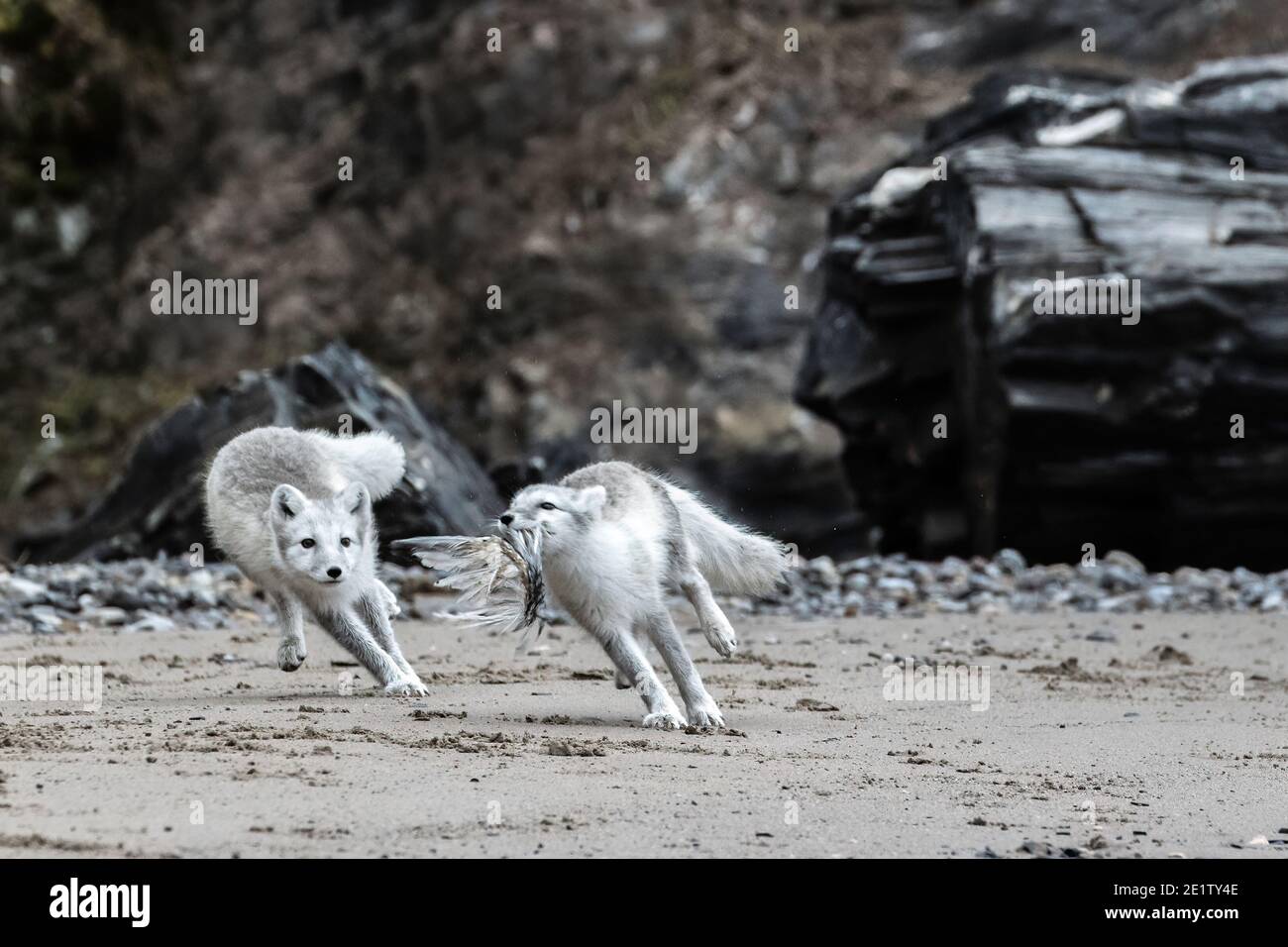 Arctic foxes play on the beach at Kings Bay, near Ny-Alesund Stock ...