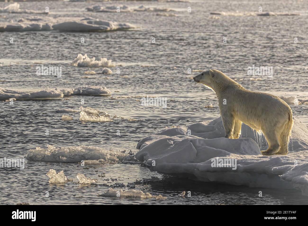 Polar bear stands on an iceberg, backlit by the afternoon sun. Arctic ...